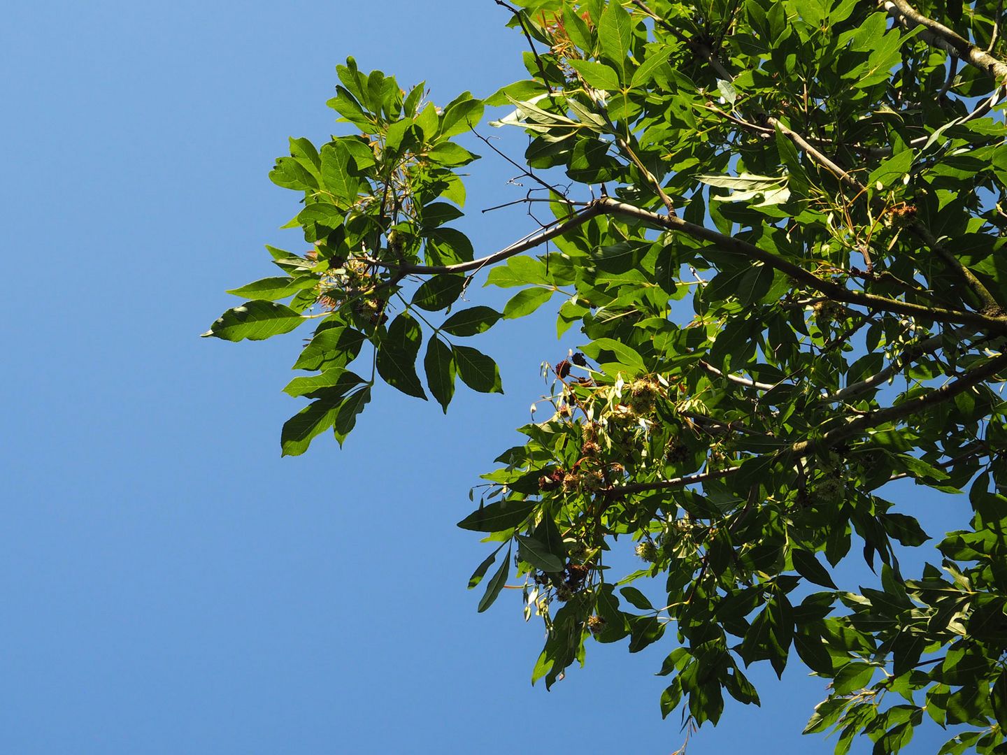 Nursery: Purchase specimen trees