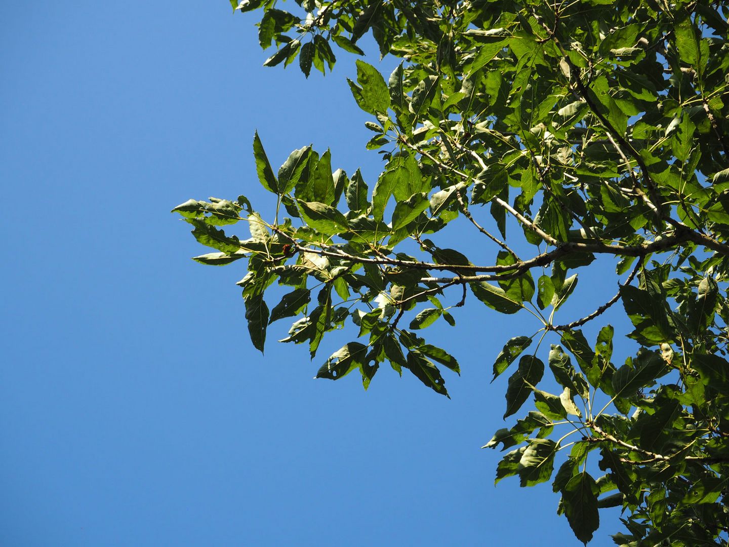 fraxinus diversifolia