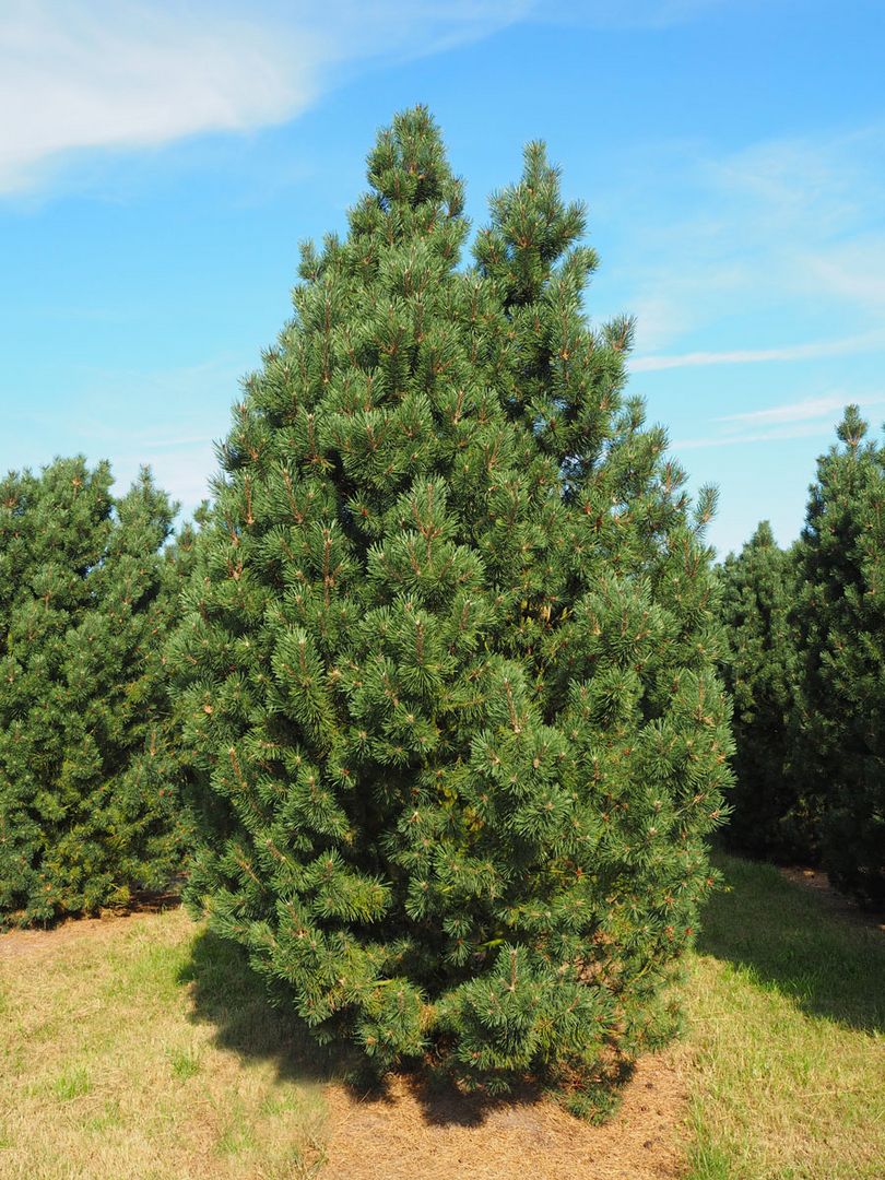 Nursery: Purchase field grown conifers