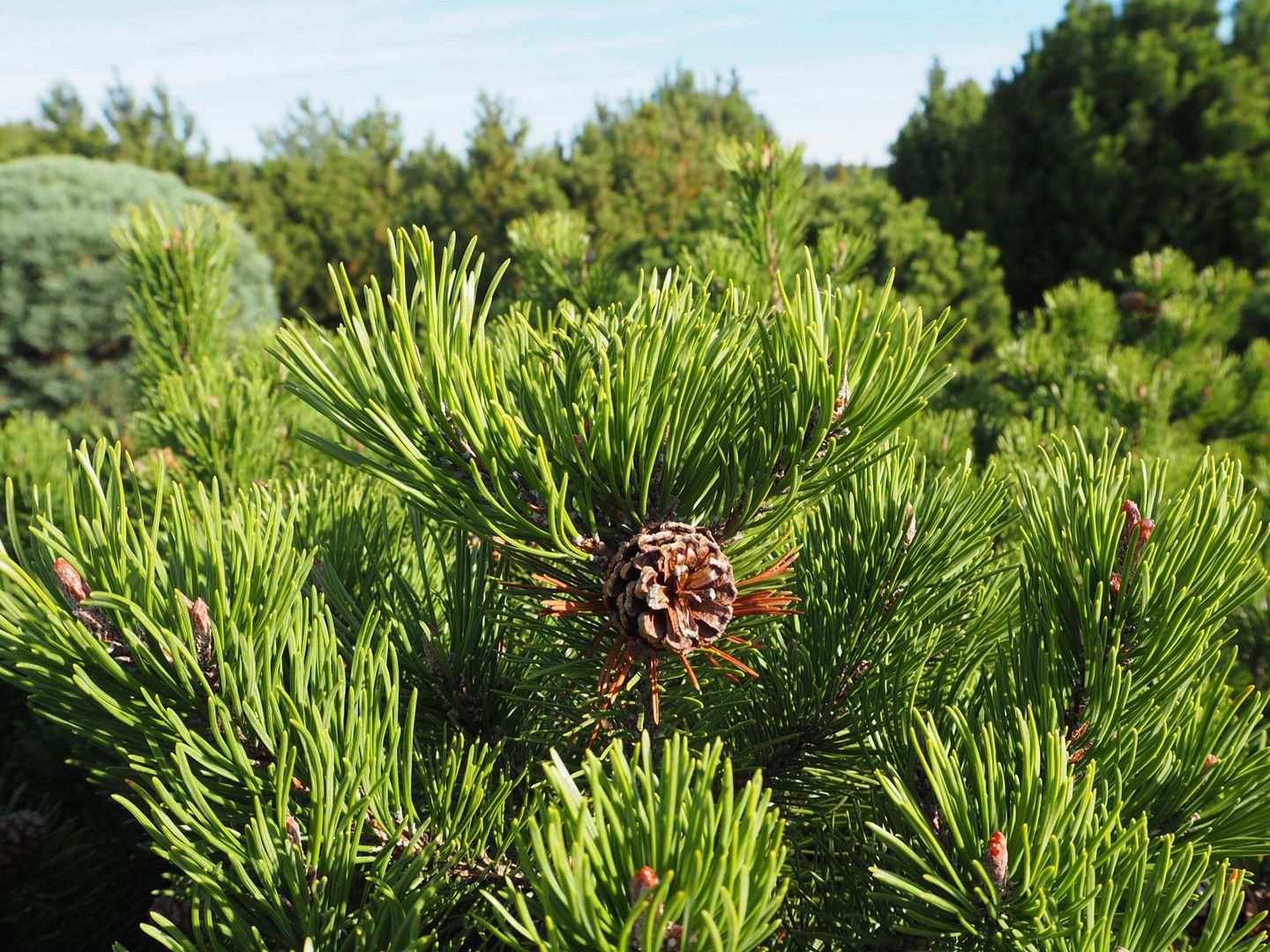 Nursery: Purchase field grown conifers