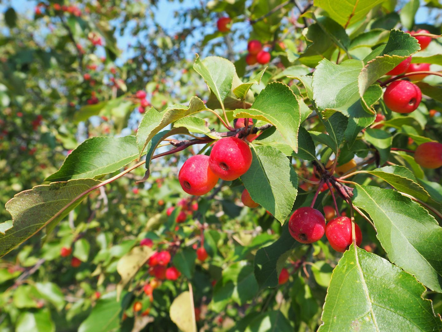 Nursery: Purchase field grown multistems and feathered plants.