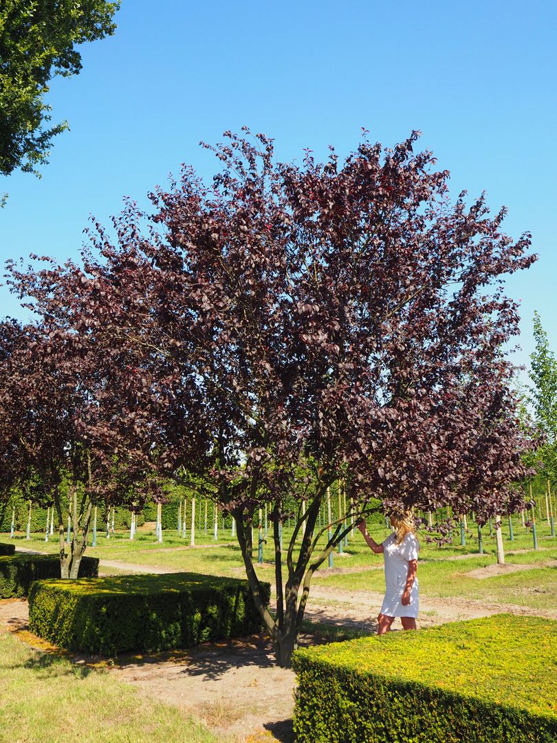 Baumschule: Schirmförmige Pflanzen kaufen