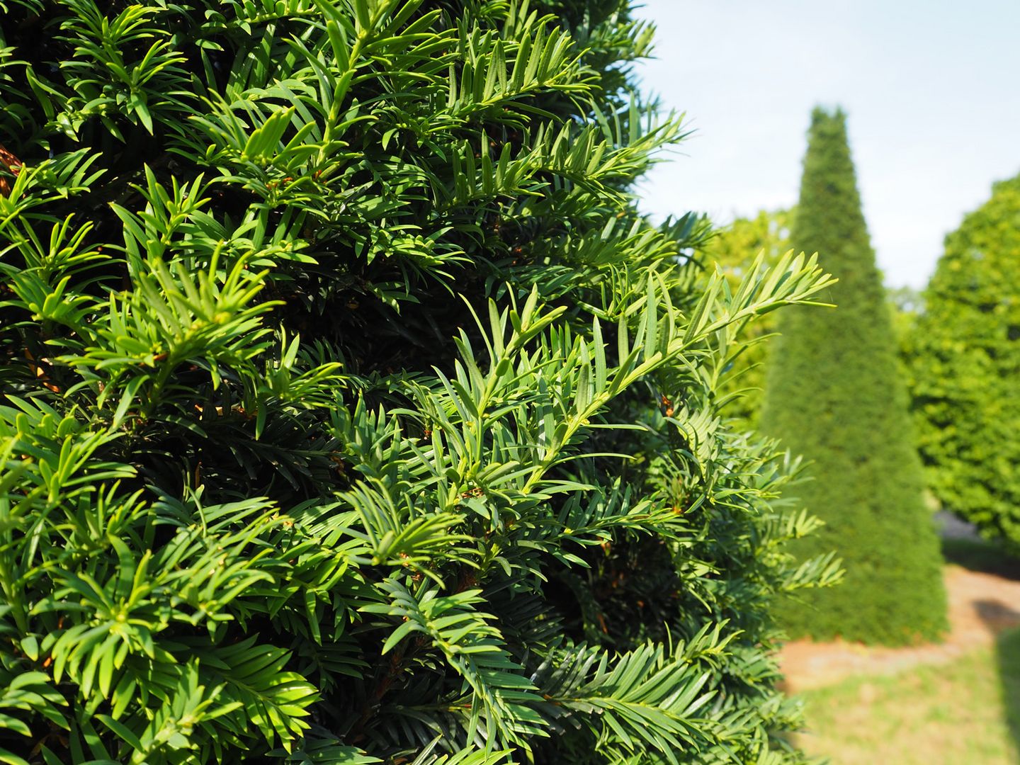 Baumschule: Formgehölze und Spalierbäume kaufen