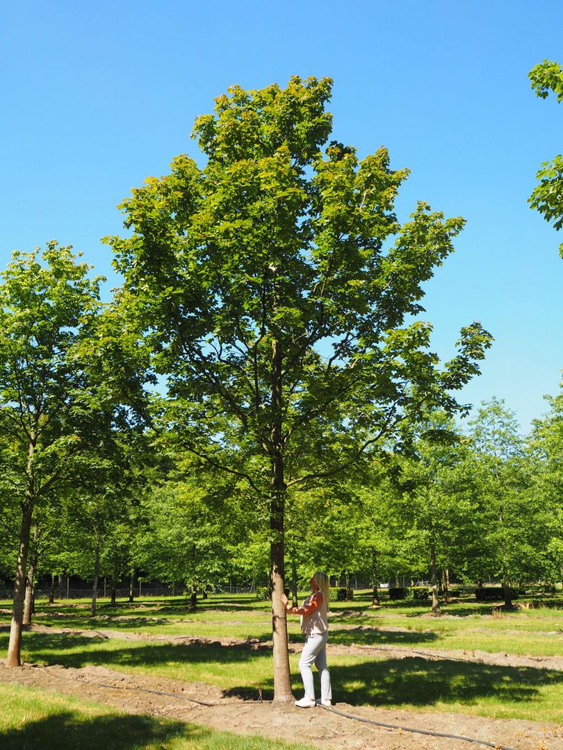 Nursery: Purchase specimen trees