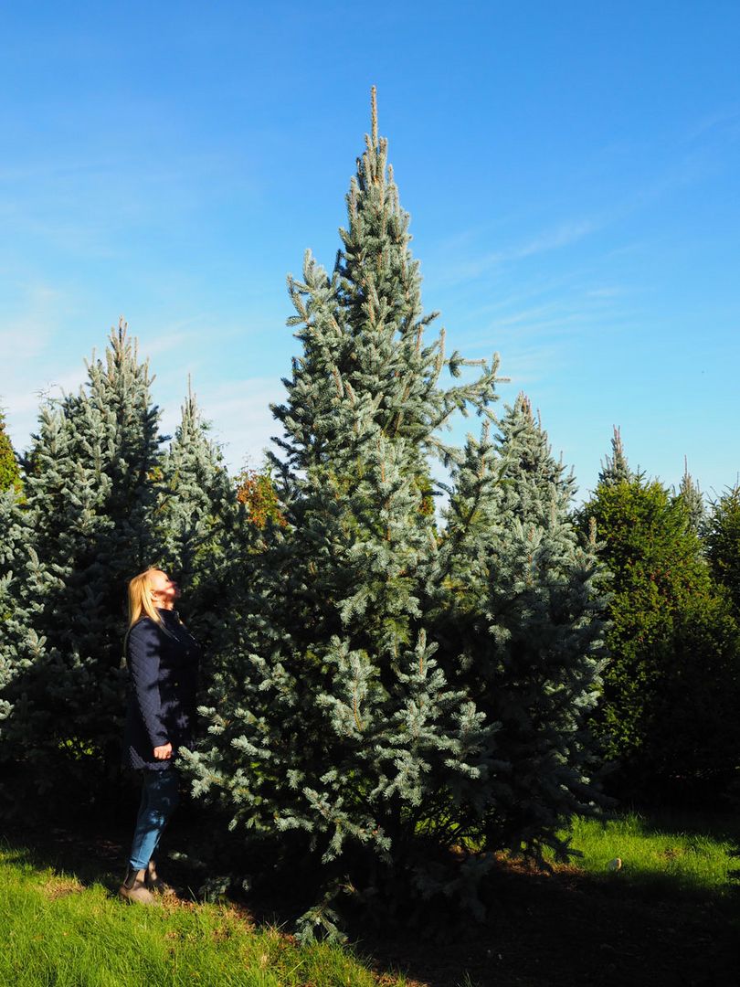 Nursery: Purchase field grown conifers