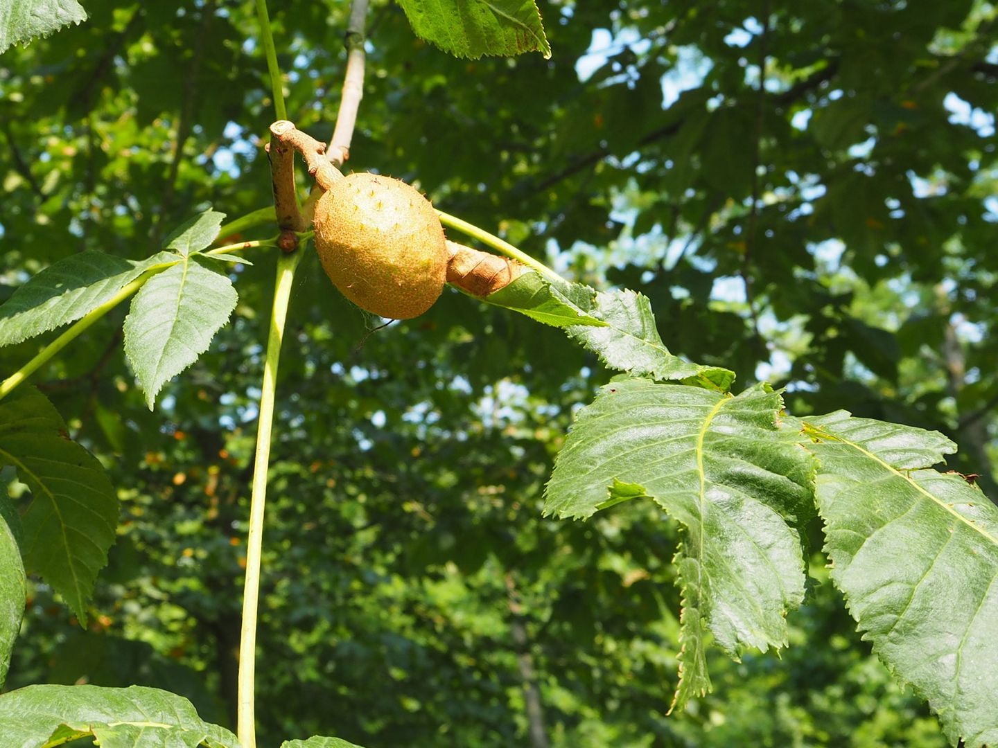 Nursery: Purchase specimen trees