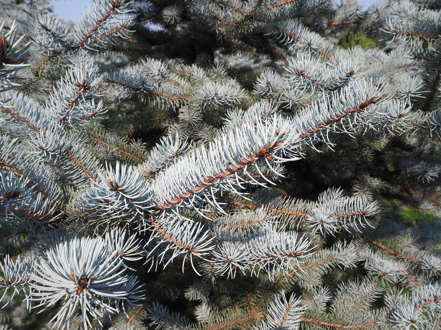 Nursery: Purchase field grown conifers