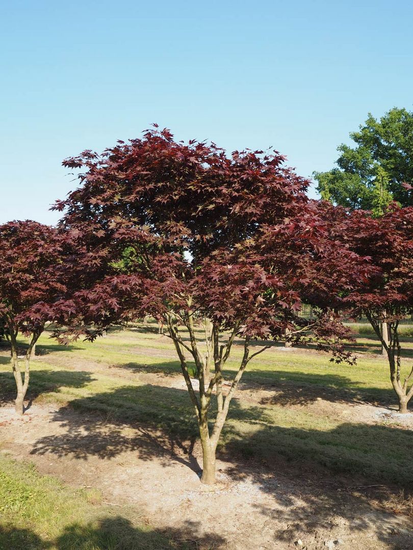Baumschule: Schirmförmige Pflanzen kaufen