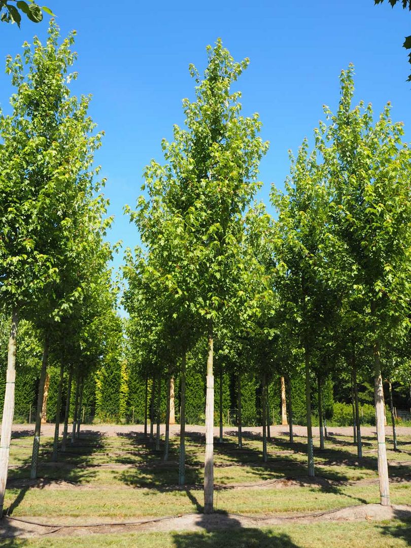 Nursery: Purchase standard trees