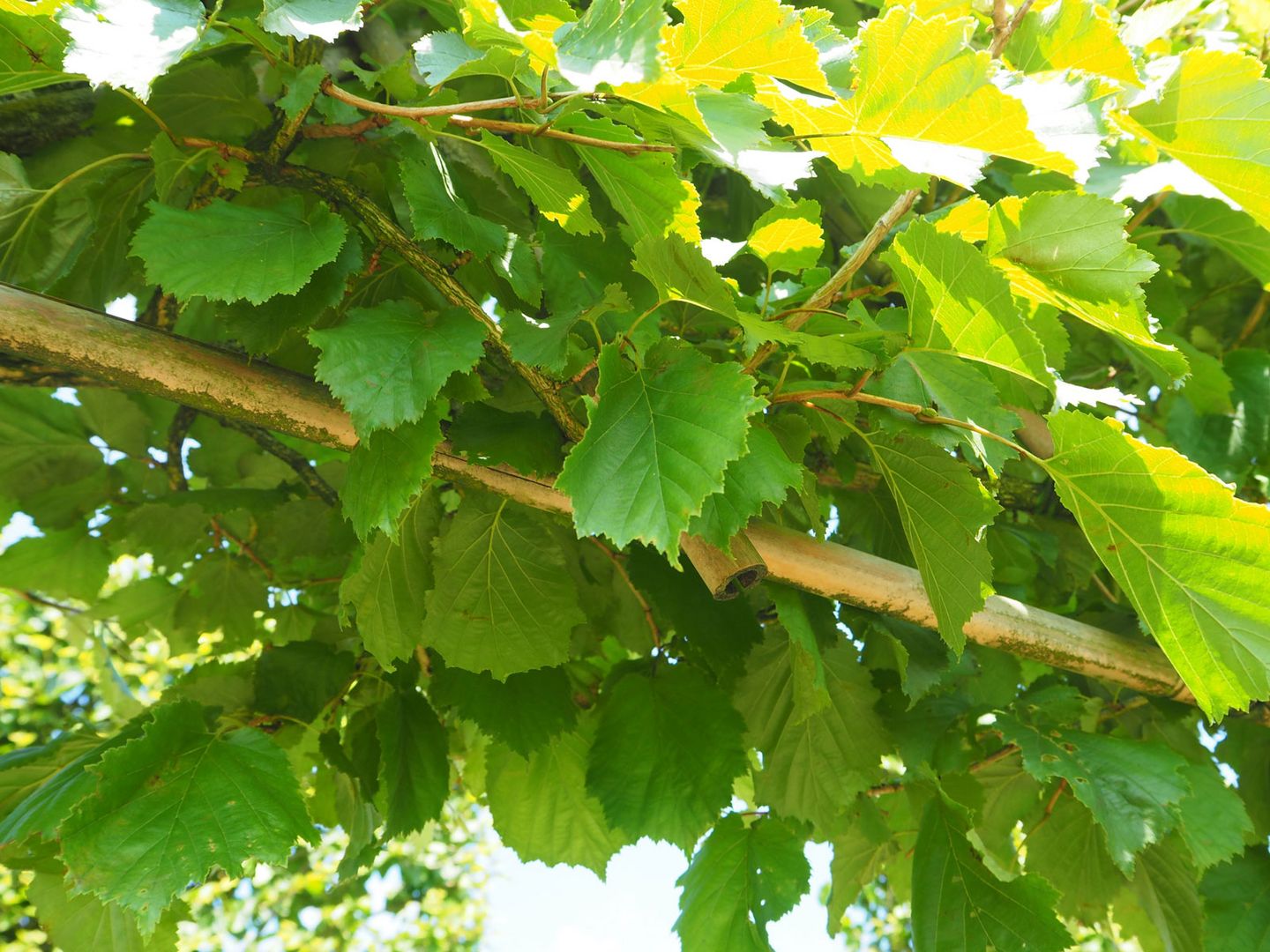 Nursery: Purchase topiaries and pleached trees