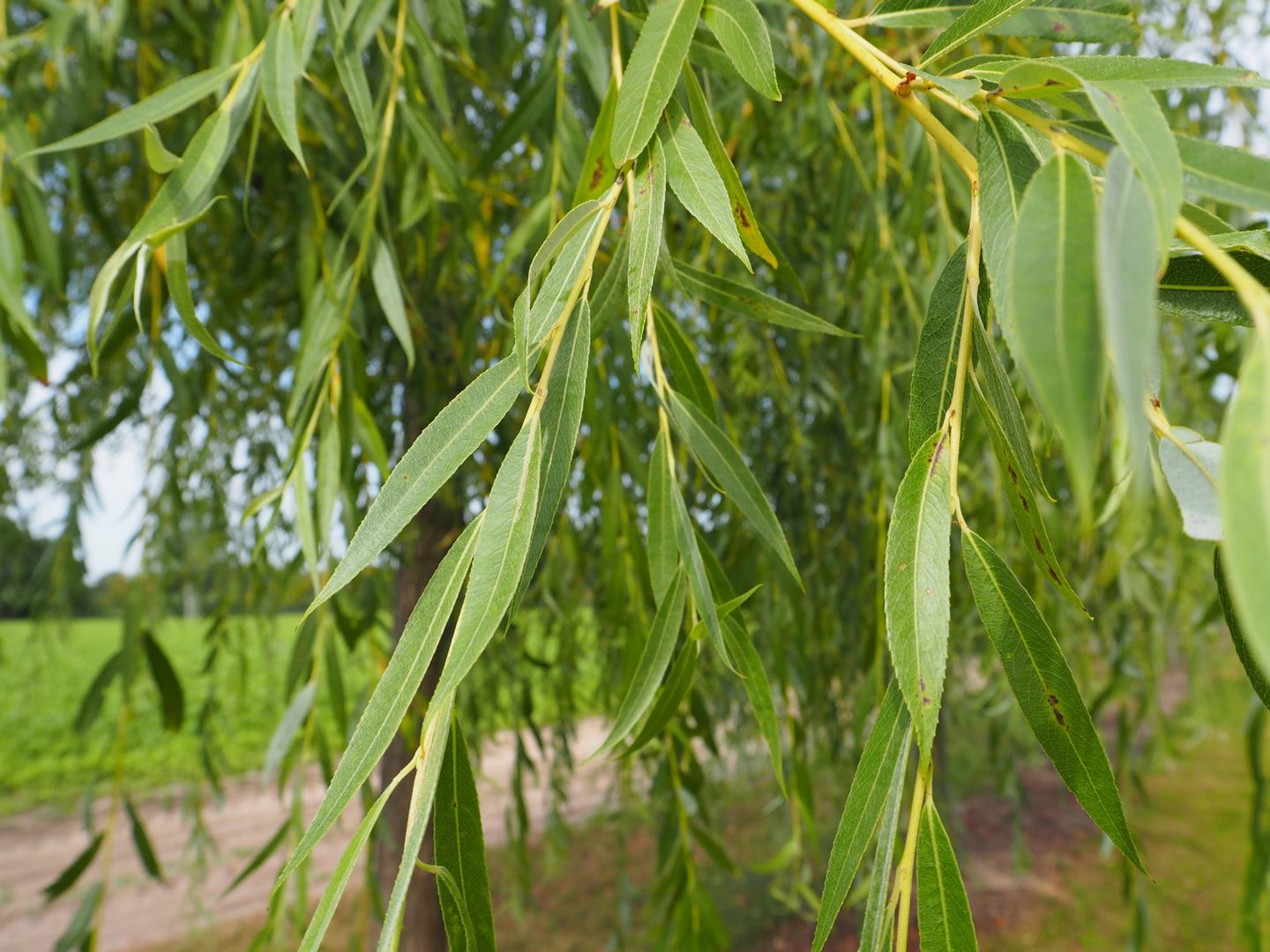 Nursery: Purchase specimen trees
