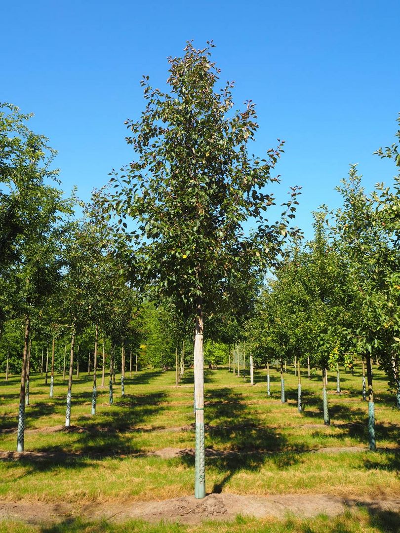 Nursery: Purchase standard trees