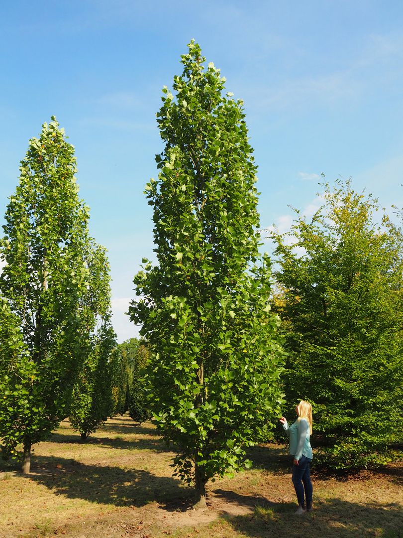 Nursery: Purchase field grown multistems and feathered plants.