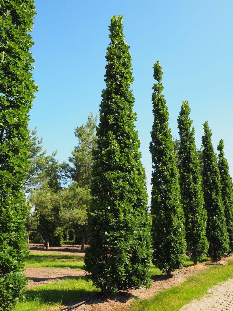 Quercus Robur Fastigiata
