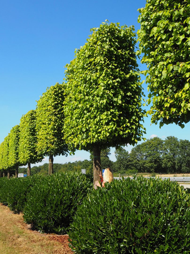 Nursery: Purchase topiaries and pleached trees