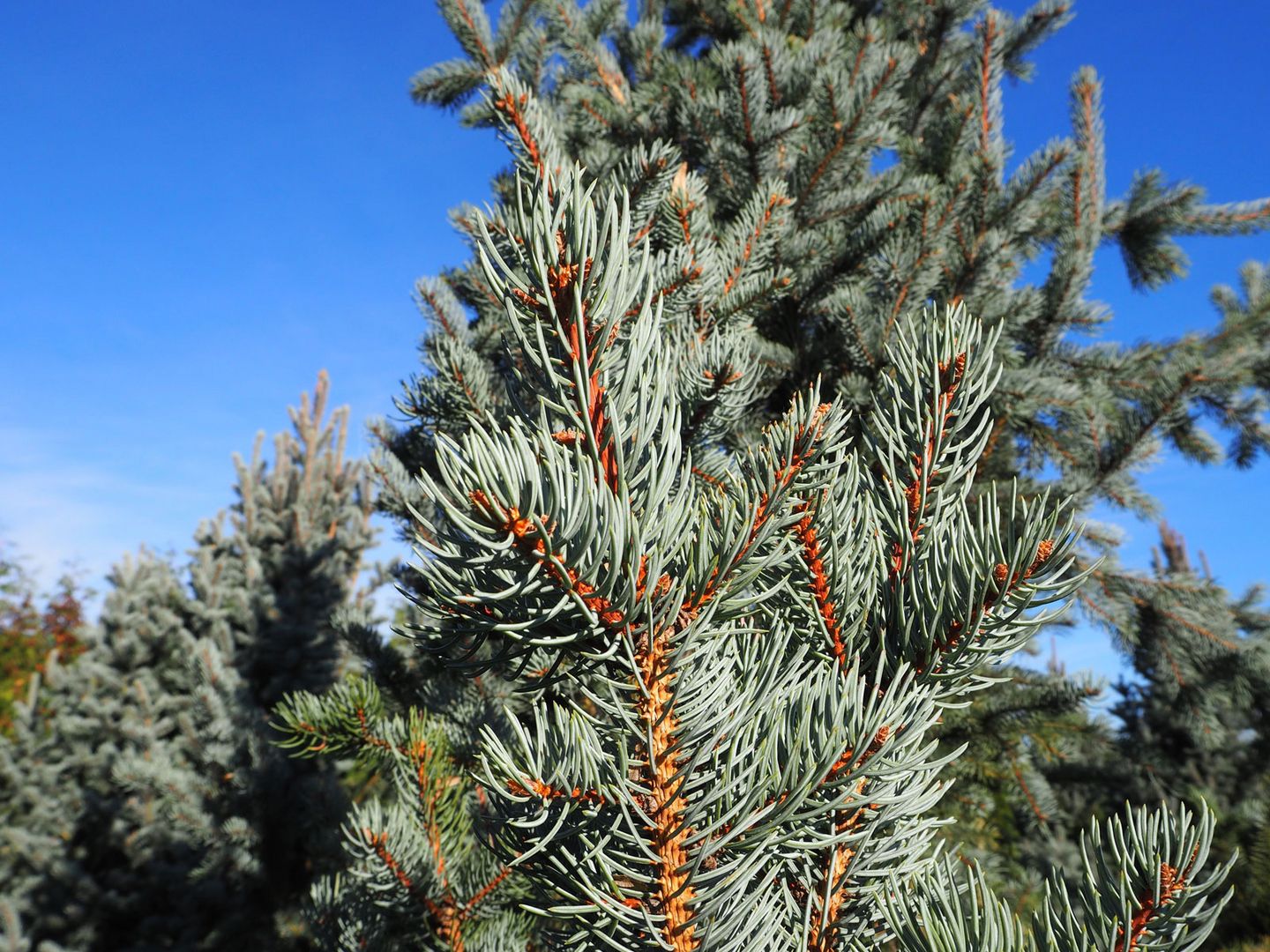 Nursery: Purchase field grown conifers